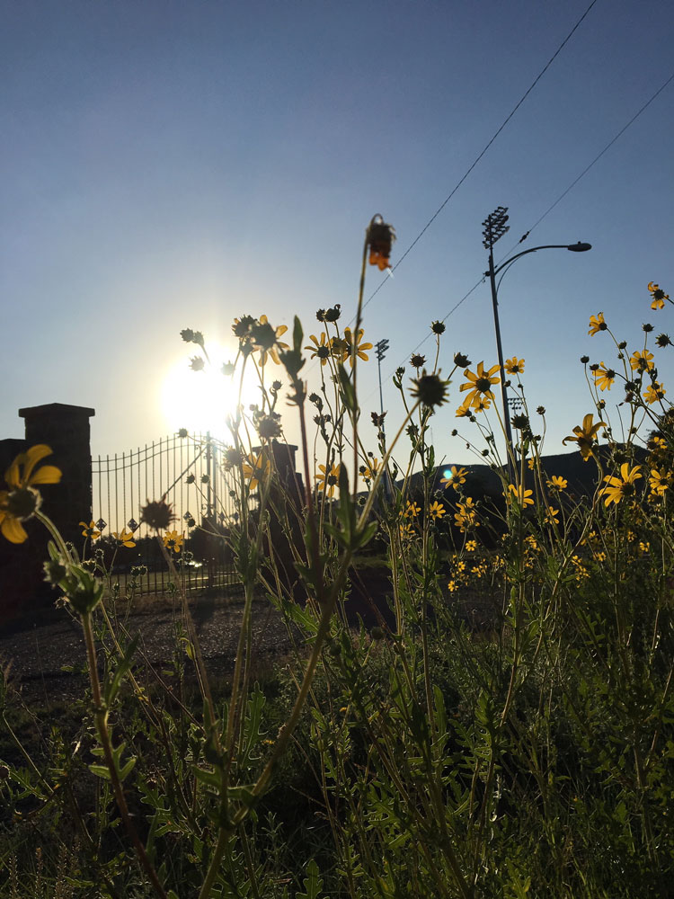 Growing Wild - Alpine, TexasAlpine, Texas