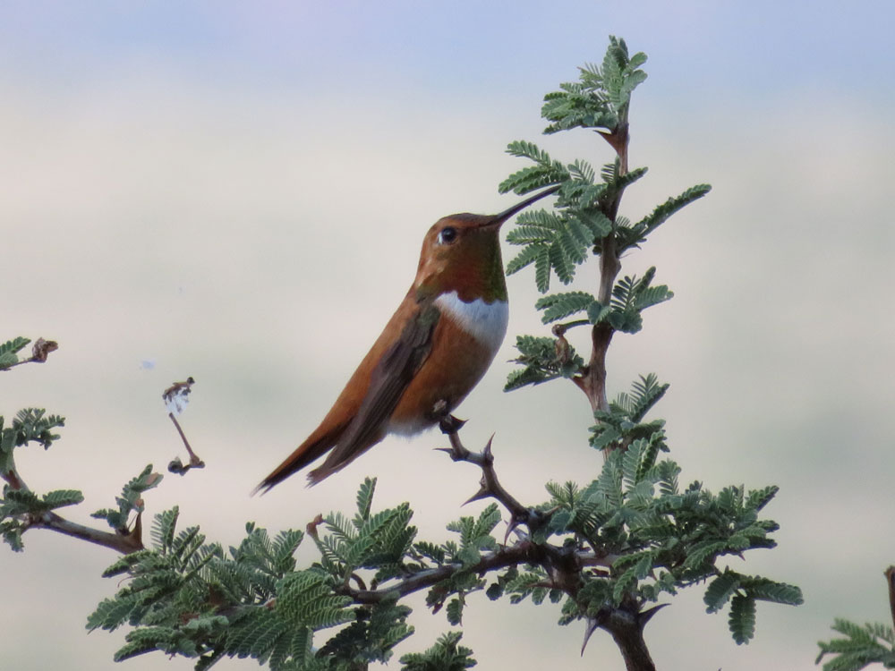Bright Hummer... - Alpine, TexasAlpine, Texas