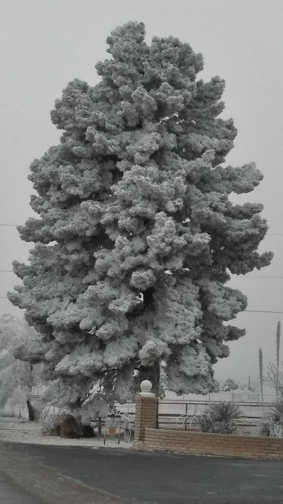 Winter Frost - Alpine, TexasAlpine, Texas