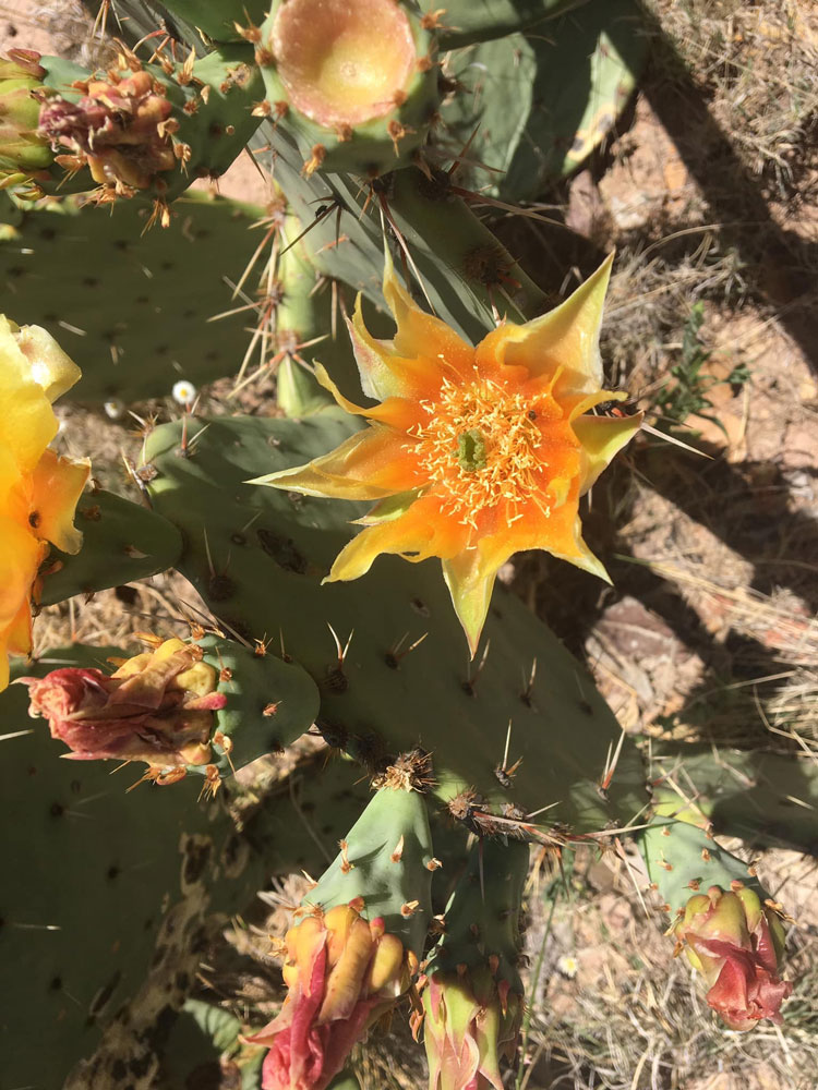 Star Cactus Flower - Alpine, TexasAlpine, Texas