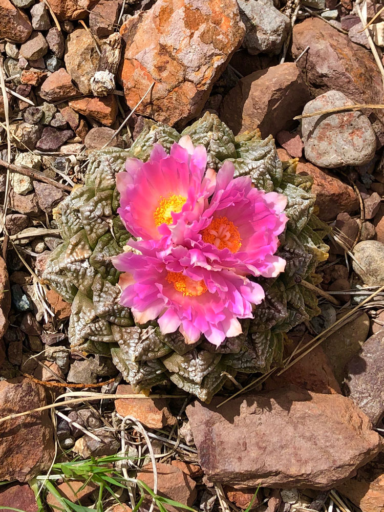 Desert Blooms - Alpine, TexasAlpine, Texas