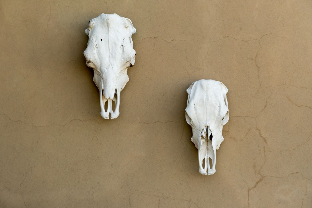 Skull - Alpine, TexasAlpine, Texas