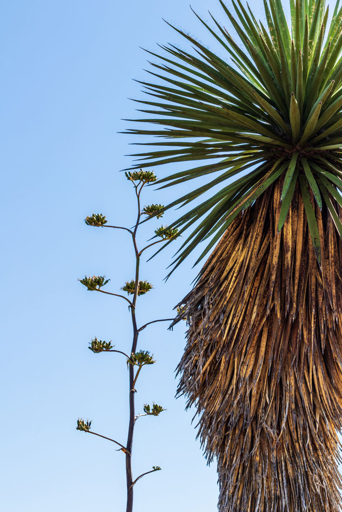 Yucca and Agave - Alpine, TexasAlpine, Texas
