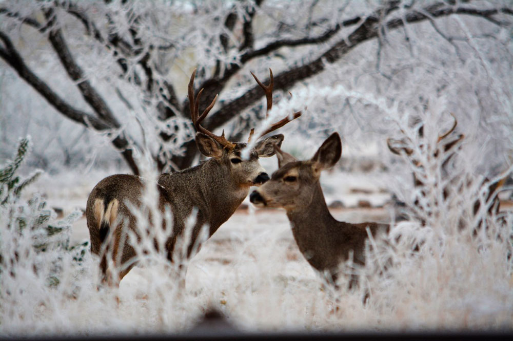 Alpine Buck, Morning Love - Alpine, TexasAlpine, Texas