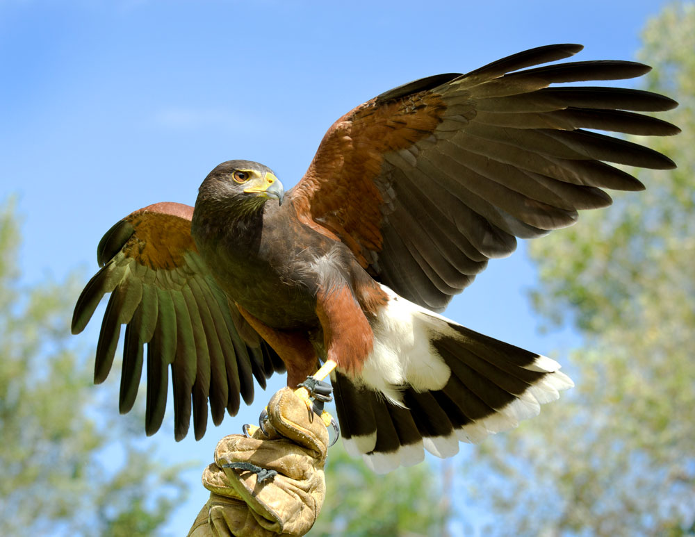 Harris Hawk at Wings over Alpine Event - Alpine, TexasAlpine, Texas