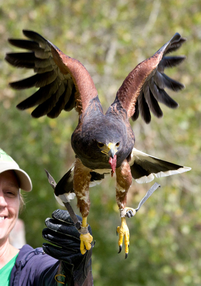 Harris Hawk at Wings over Alpine - Alpine, TexasAlpine, Texas
