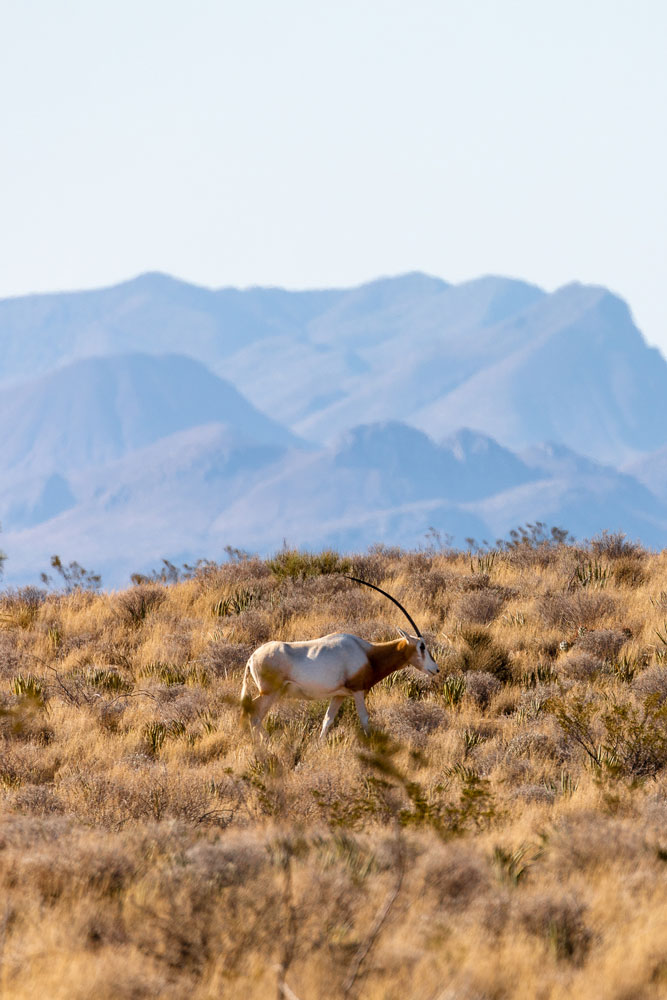 West Texas Oryx | Alpine, Texas