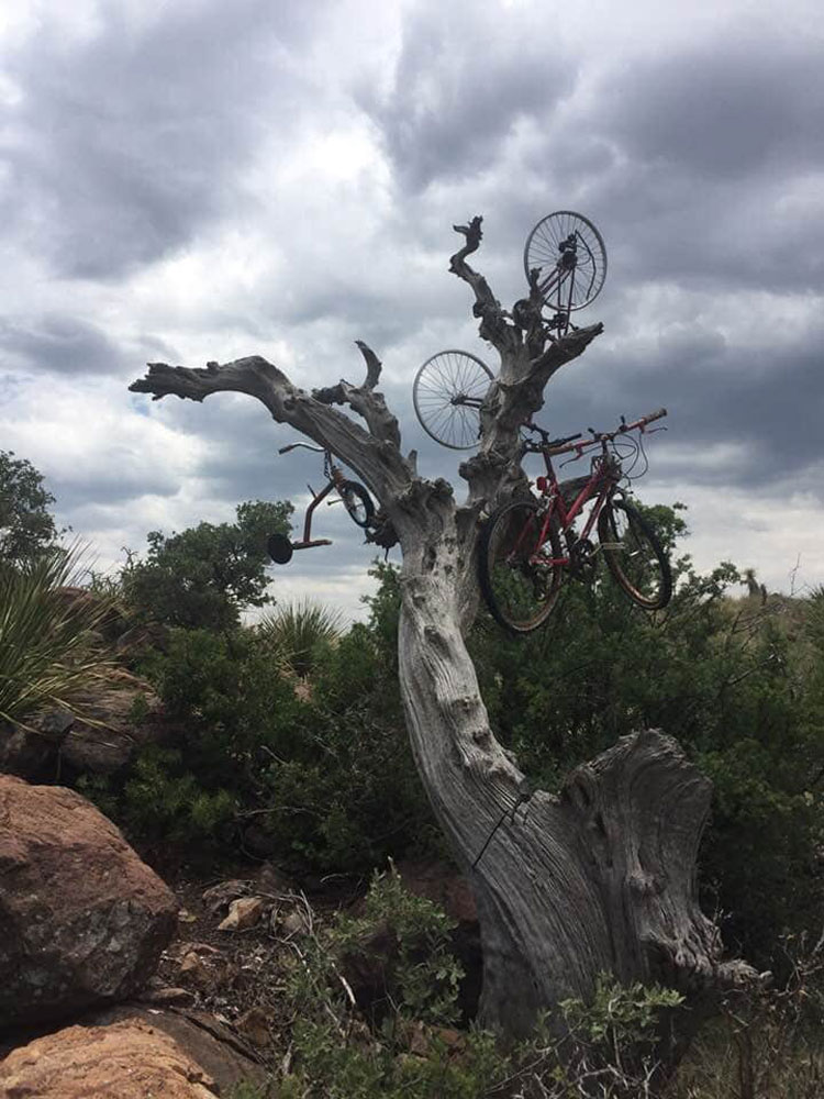 bike tree - Alpine, TexasAlpine, Texas