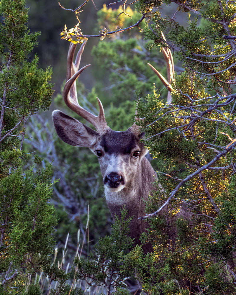 Alpine Deer | Alpine, Texas