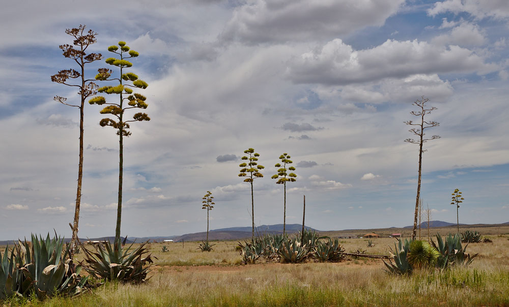 Guardians - Alpine, TexasAlpine, Texas