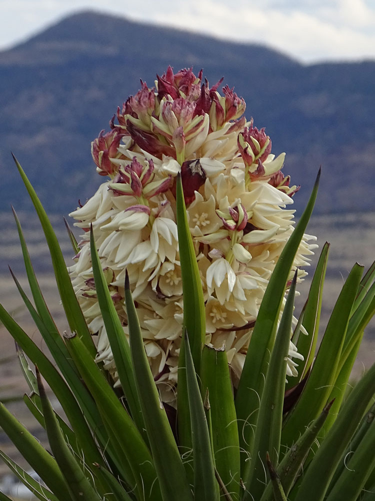 Dagger's Beauty - Alpine, TexasAlpine, Texas