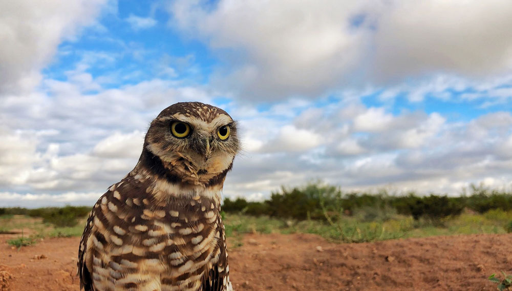 Burrowed in thoughts. - Alpine, TexasAlpine, Texas