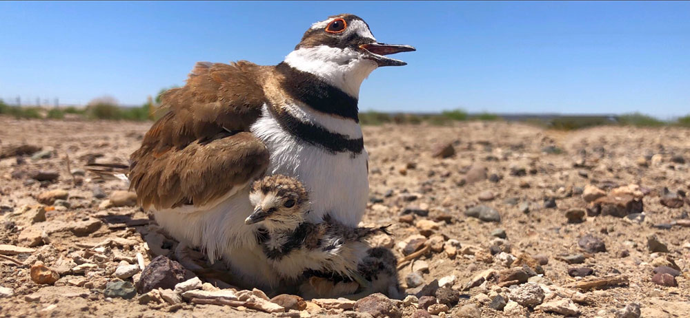 Killdeer. | Alpine, Texas