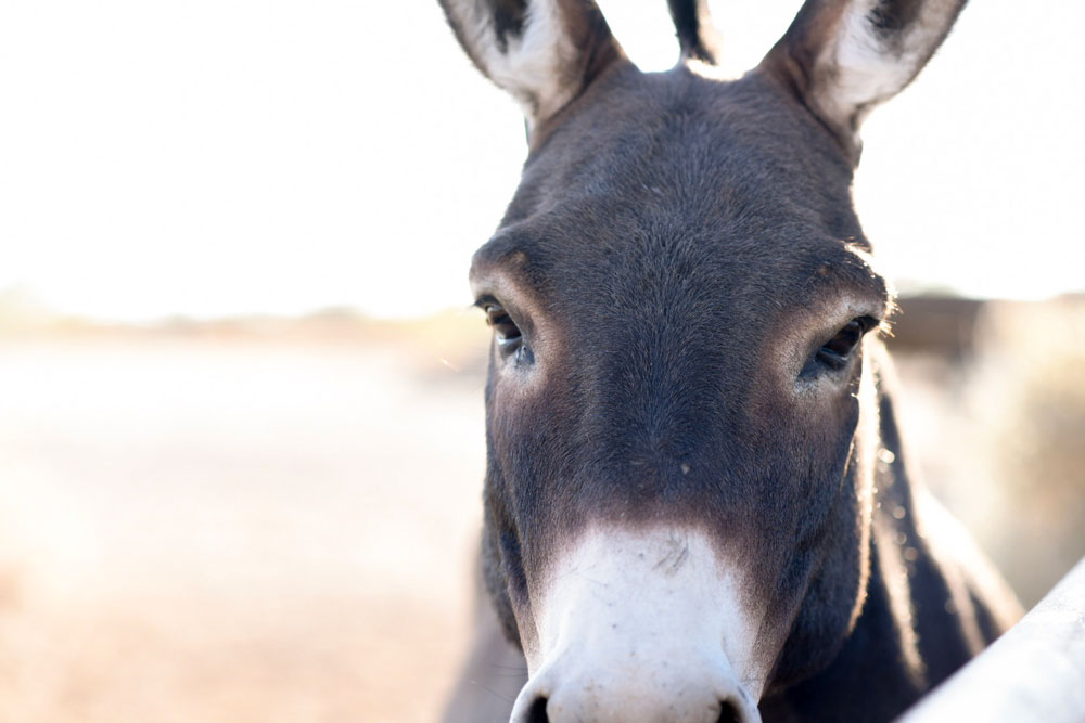 Burro Buddy - Alpine, TexasAlpine, Texas