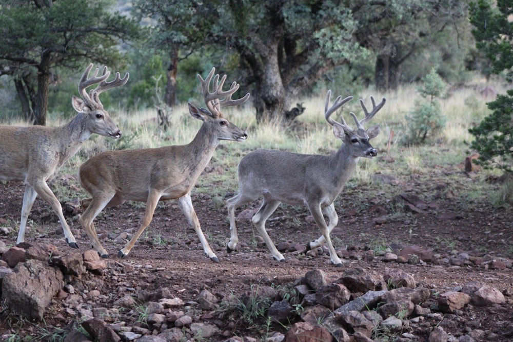 Three Bucks in a Row - Alpine, TexasAlpine, Texas
