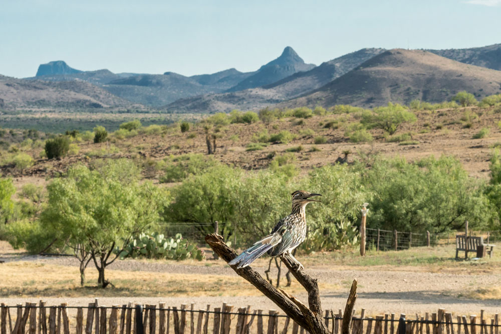 Road Runner - Alpine, TexasAlpine, Texas