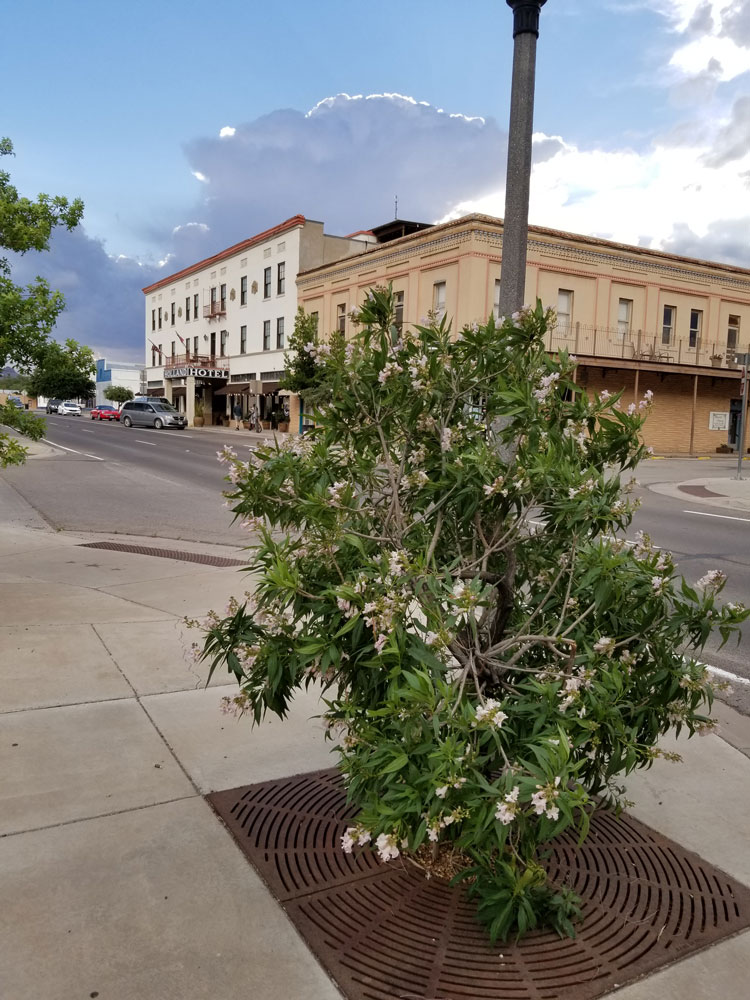 Downtown in May 2021 - Alpine, TexasAlpine, Texas
