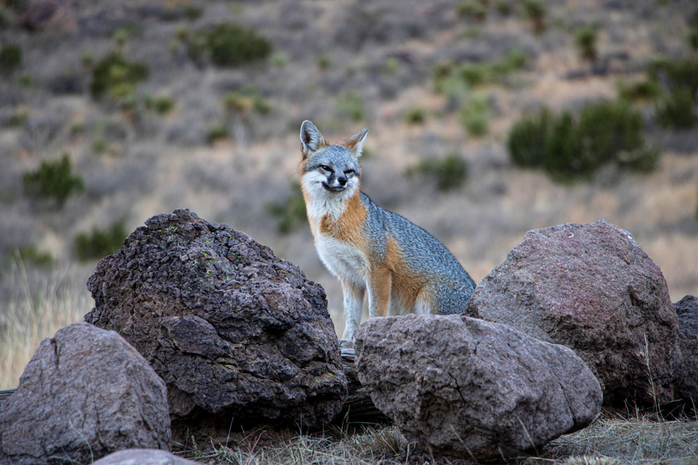 Fox North of Alpine - Alpine, TexasAlpine, Texas