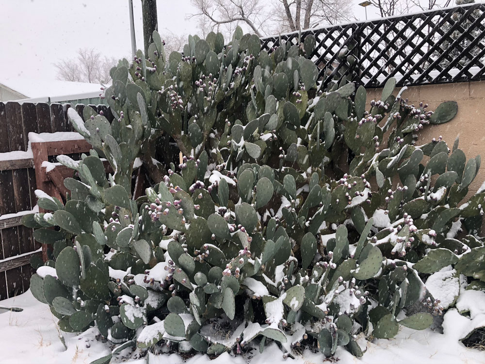 Snow Cactus - Alpine, TexasAlpine, Texas