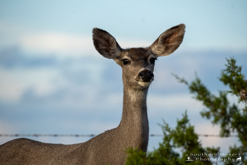Mule Deer Doe - Alpine, TexasAlpine, Texas