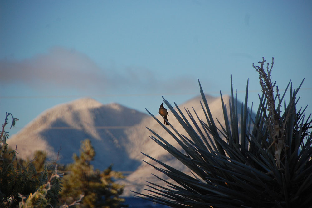 Twin Sisters - Alpine, TexasAlpine, Texas