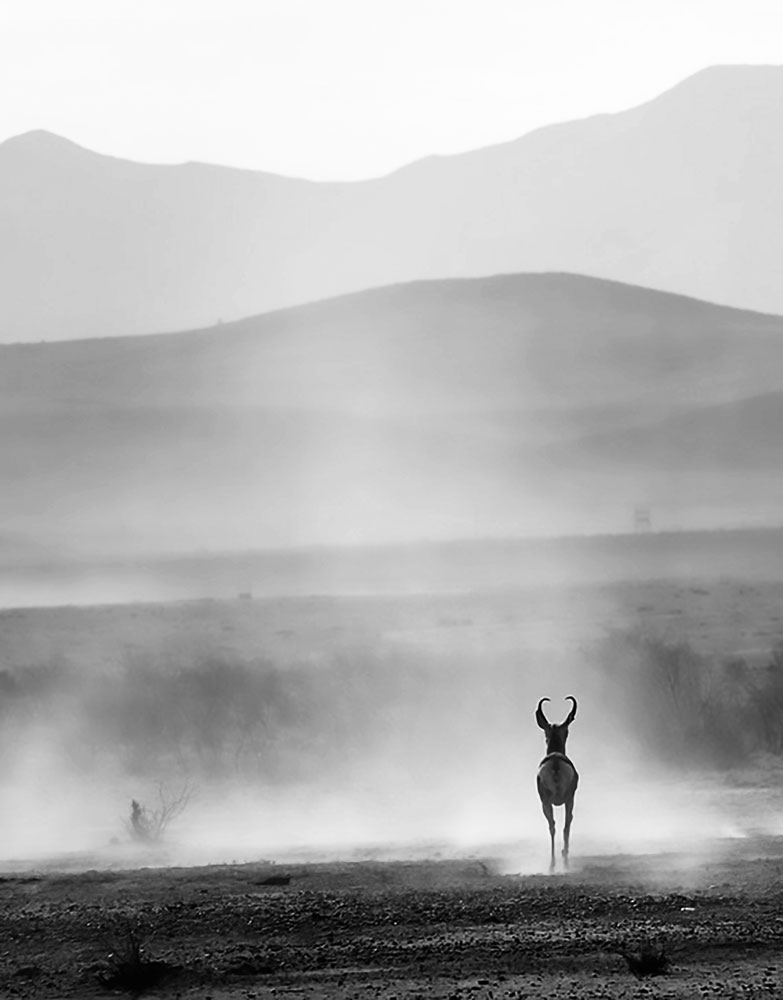 2021 Henry Charles Trost Memorial Award ($100) - Alpine, TexasAlpine, Texas