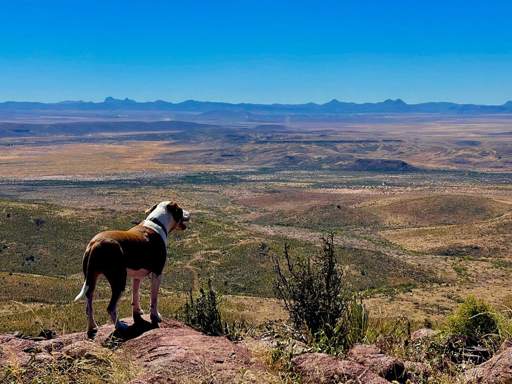 Dog's Eye View - Alpine, TexasAlpine, Texas