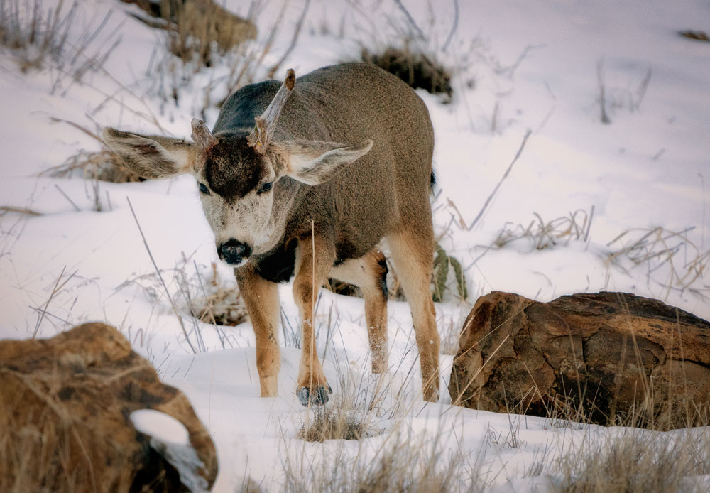 Hard Winter - Alpine, TexasAlpine, Texas