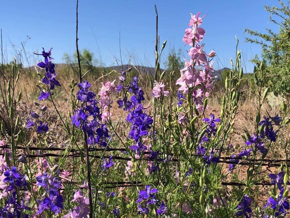 Flowers & Fences - Alpine, TexasAlpine, Texas
