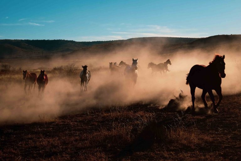 The Remuda at Sunset | Alpine, Texas