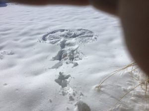 Alpine Snow Angel | Alpine, Texas