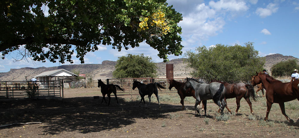 Home on the Range - Alpine, TexasAlpine, Texas
