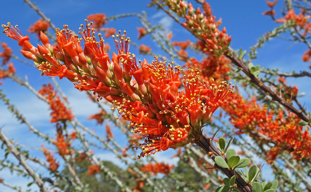 Ocotillo - Alpine, TexasAlpine, Texas