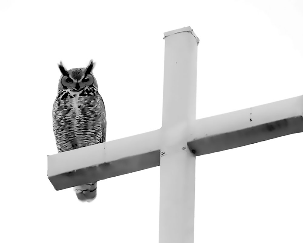 Horned Owl on the Cross - Alpine, TexasAlpine, Texas
