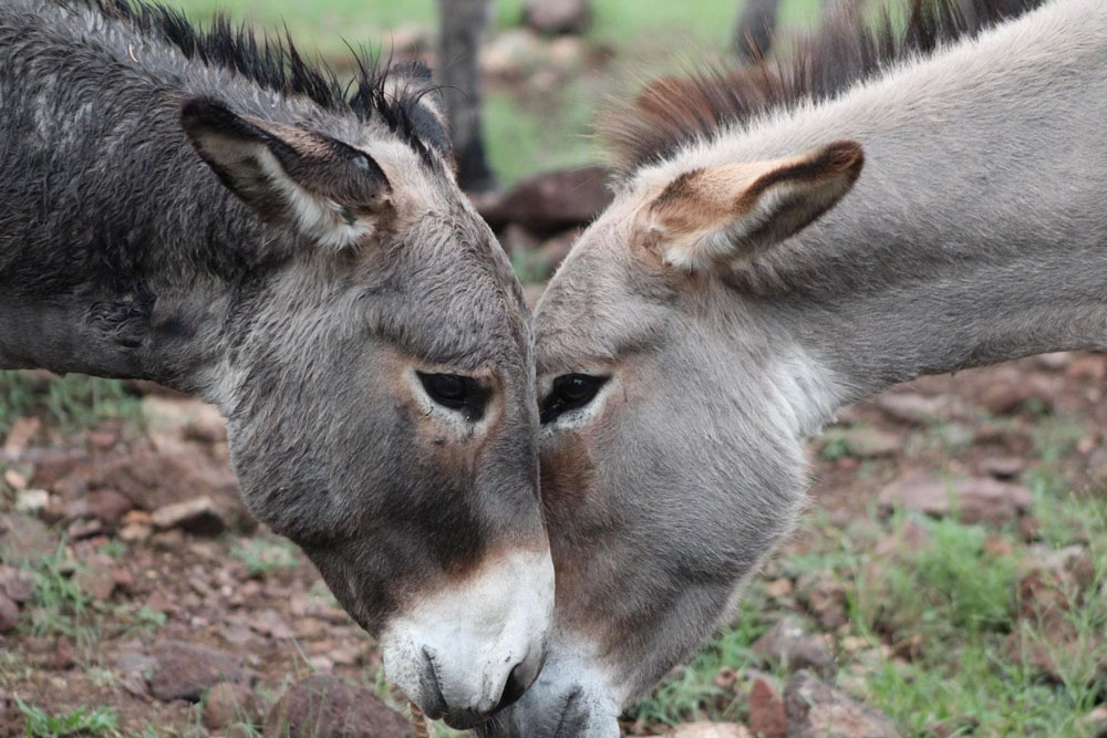 Donkey Love - Alpine, TexasAlpine, Texas