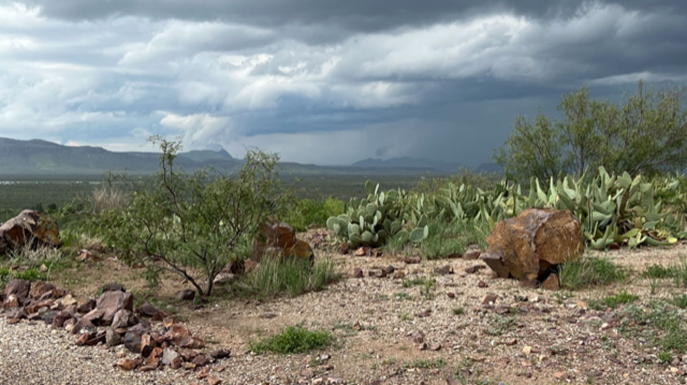 Petrified Wood and Cacti Landscape | Alpine, Texas