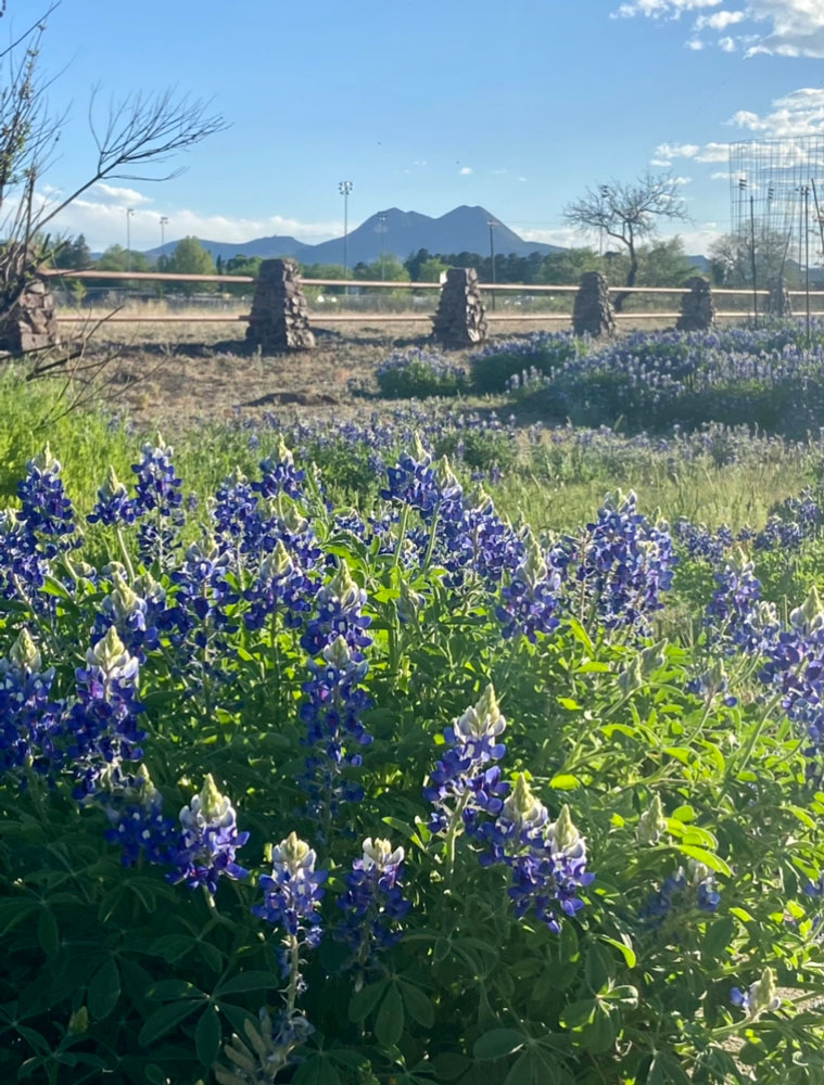Mountains in Bloom - Alpine, TexasAlpine, Texas
