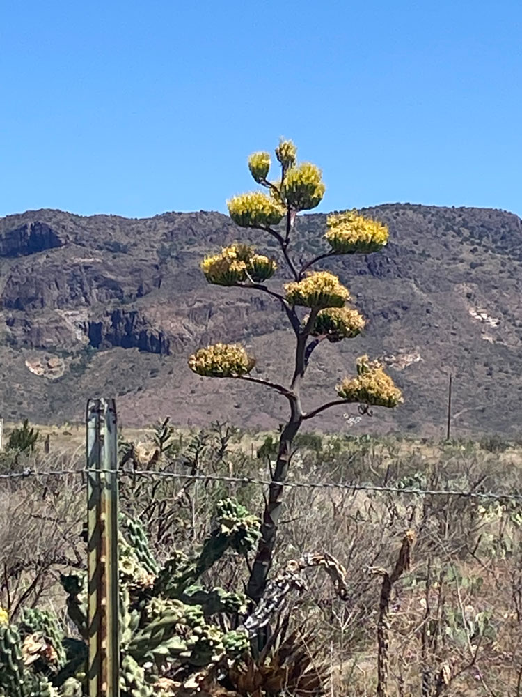 Dwarf Agave - Alpine, TexasAlpine, Texas