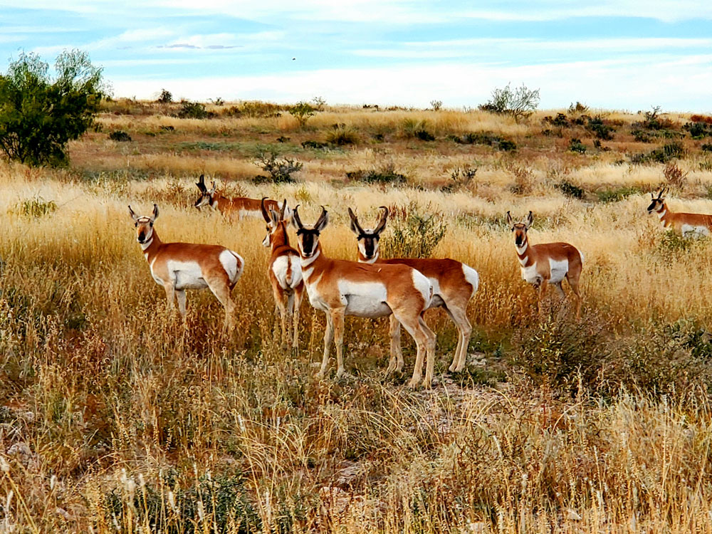 Antelope Analyzing Us - Alpine, TexasAlpine, Texas
