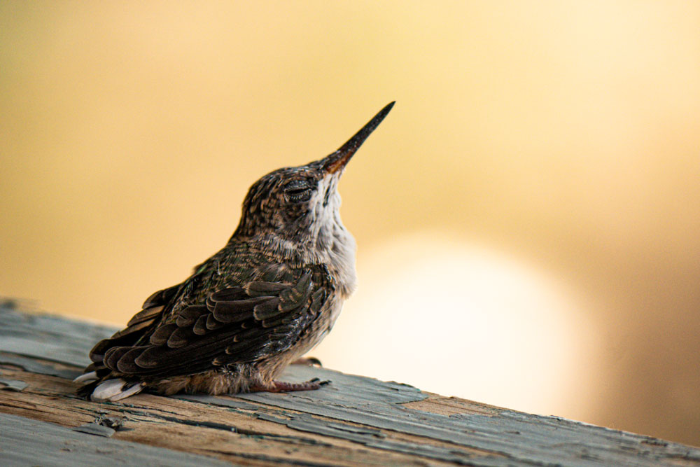 Sleeping Hummingbird - Alpine, TexasAlpine, Texas