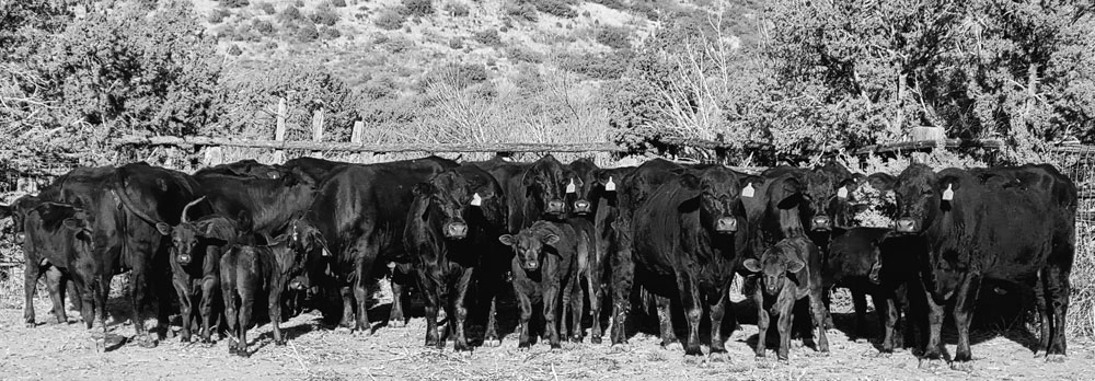 Cattle Round Up in Ranger Canyon - Alpine, TexasAlpine, Texas