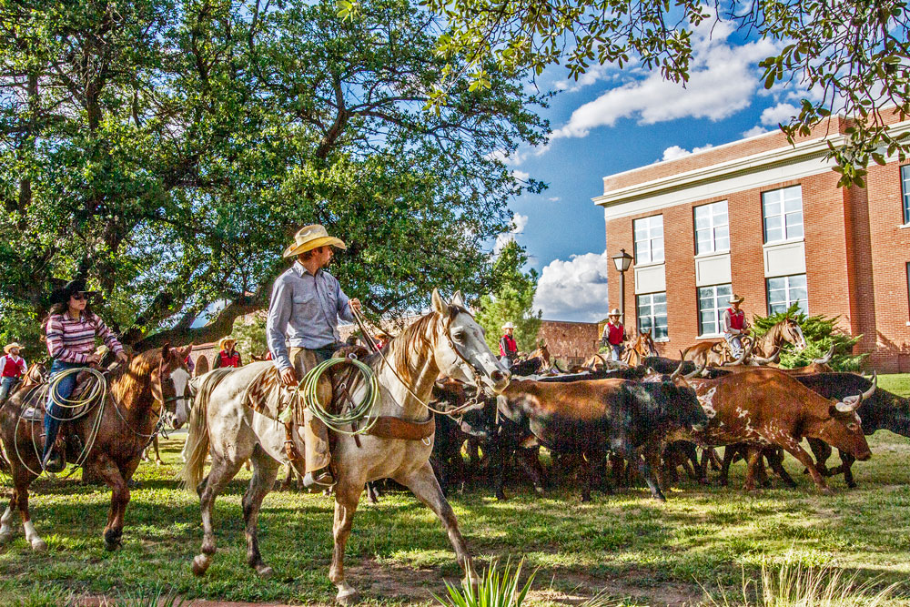 Campus Cattle Drive - Alpine, TexasAlpine, Texas