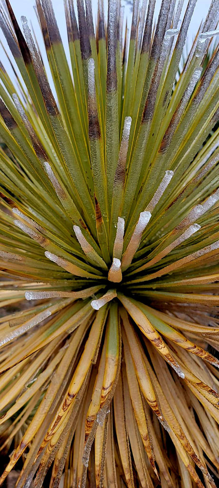 Frozen Flora - Alpine, TexasAlpine, Texas