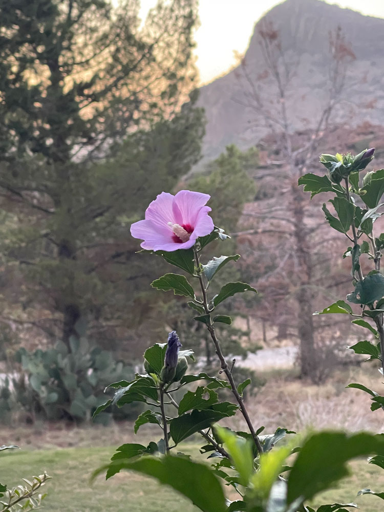 Rose of Shirley in the Morning - Alpine, TexasAlpine, Texas