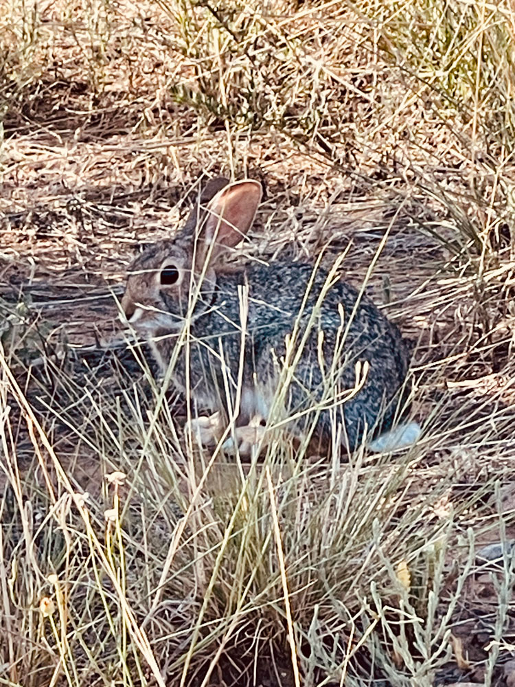 Stay Werry, Werry Still - Alpine, TexasAlpine, Texas