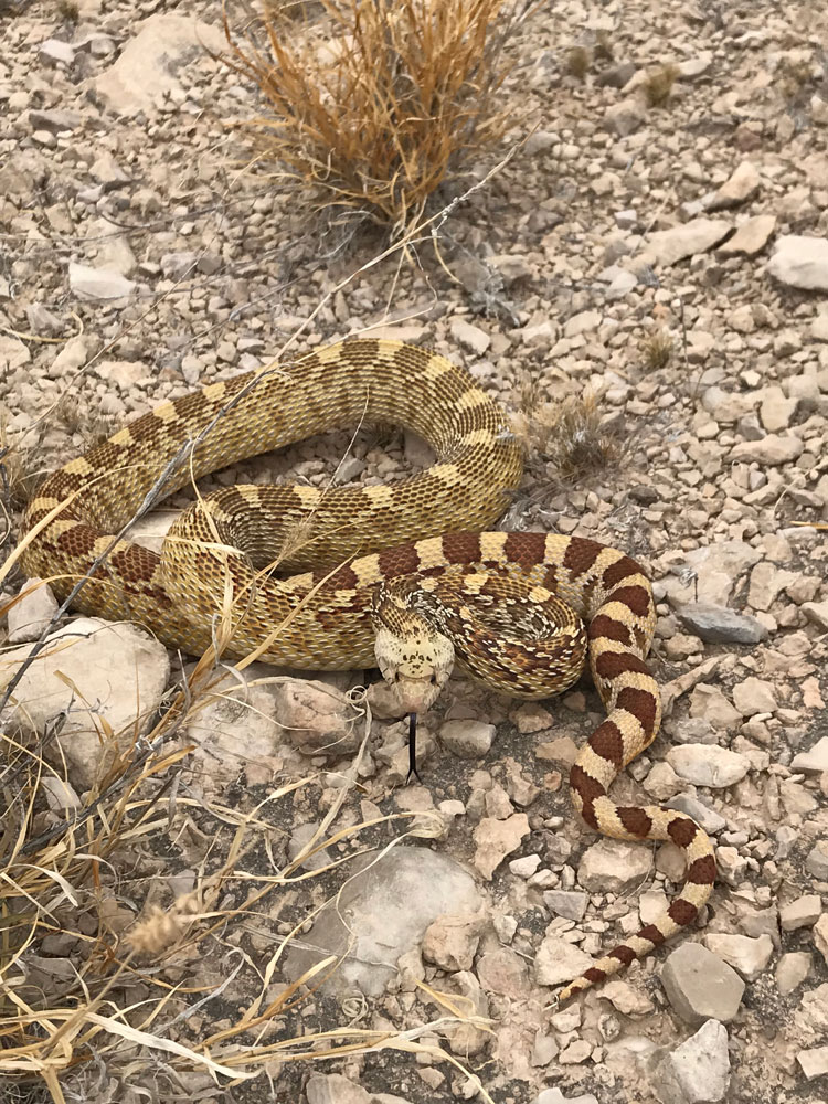 Grand Gopher - Alpine, TexasAlpine, Texas