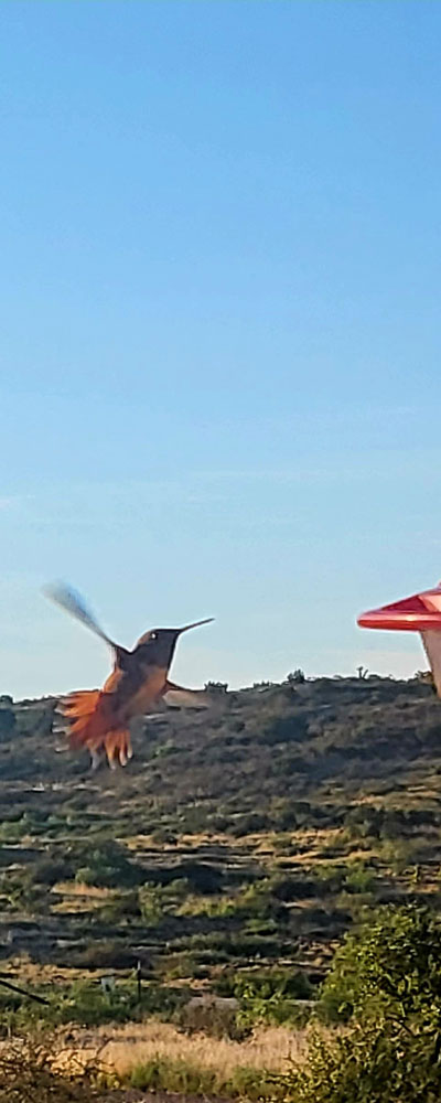 Hungry Hummer - Alpine, TexasAlpine, Texas