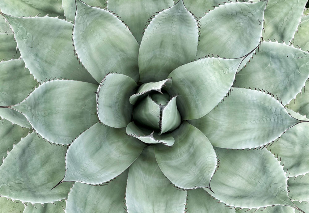 Soft Agave - Alpine, TexasAlpine, Texas
