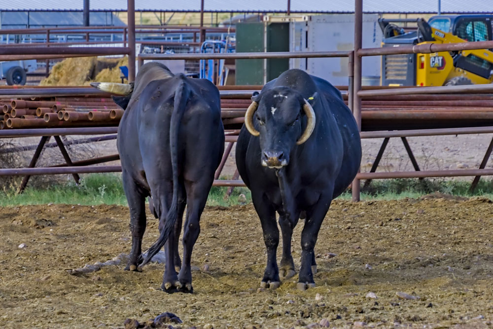 Heads? or Tails? - Alpine, TexasAlpine, Texas