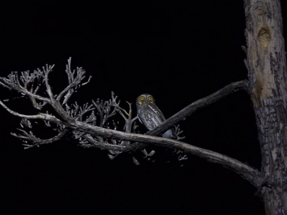 Elf Owl - Alpine, TexasAlpine, Texas